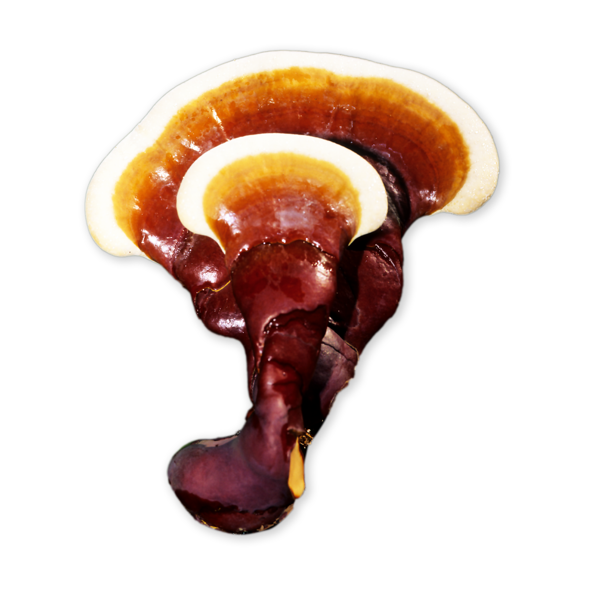 Learn About Reishi Mushrooms | Host Defense